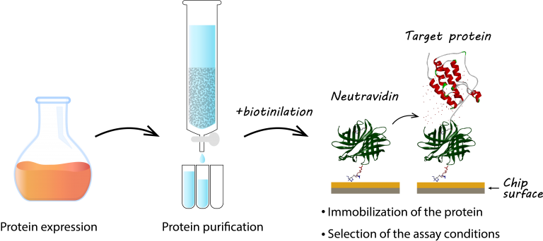 Surface plasmon resonance for biomolecular research | Bienta