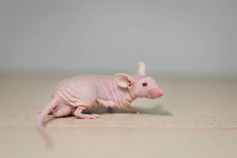 CRO RnD in Ukraine in vivo screening, mouse models